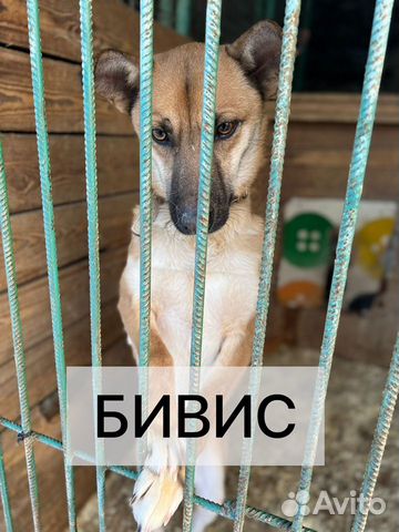 Бивис мальчик-подросток, которого предали