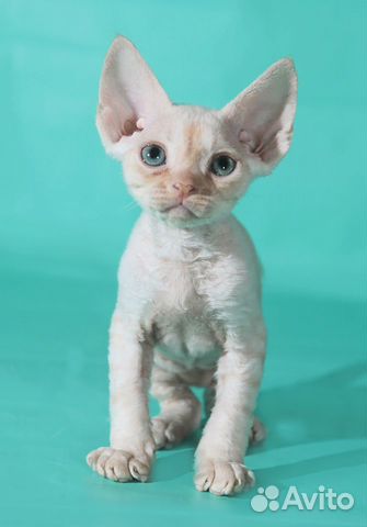Котята девон-рекс