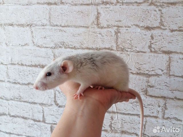 Крыска ищет жениха