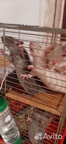 Сиамские крыски