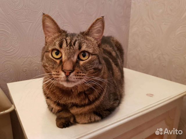 Кот Тимофей