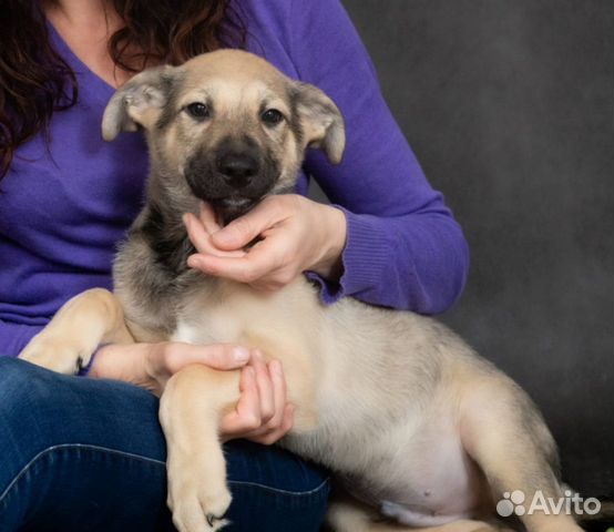 Щенок Мартин в дар