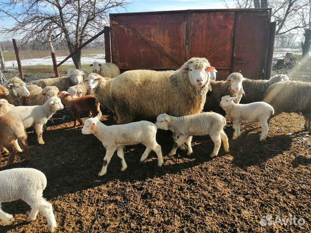 Овцы с ягнятами