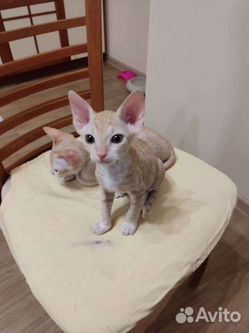 Кошки в добрые руки бесплатно