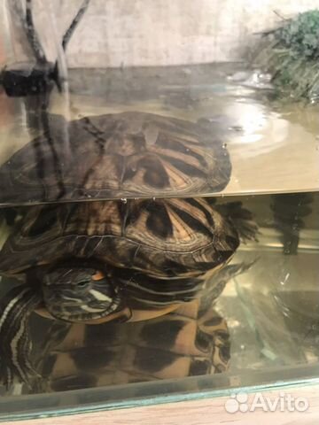 Красноухая черепаха