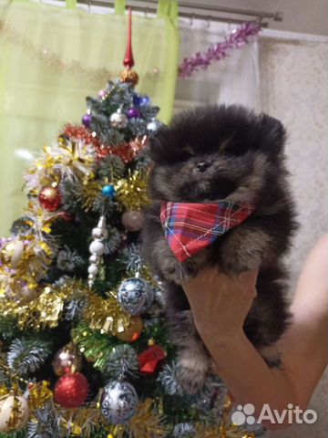 Щенки шпица