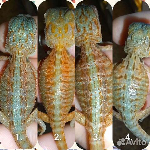 Бородатая агама