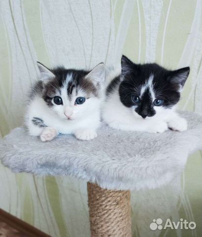 Шотландцы котята