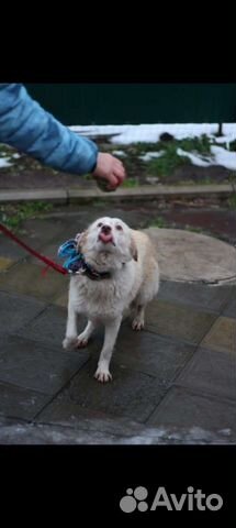 Собака девочка стерильная