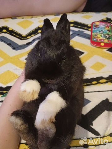 Декоративный кролик