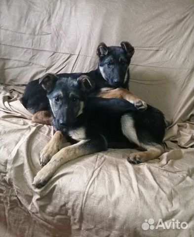 Восточноевропейские щенки