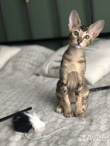 Ориентальный котенок