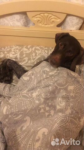 Вязка кабель курцхаар