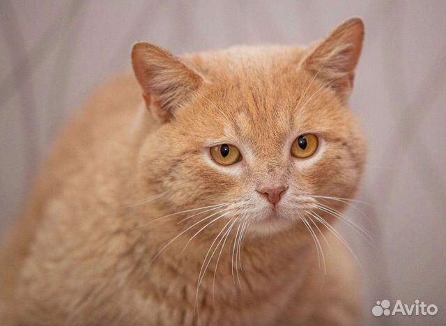 Михаил ищет добрые руяки