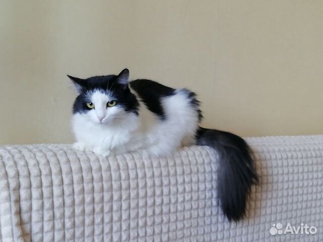 Прекрасная красотка ищет дом