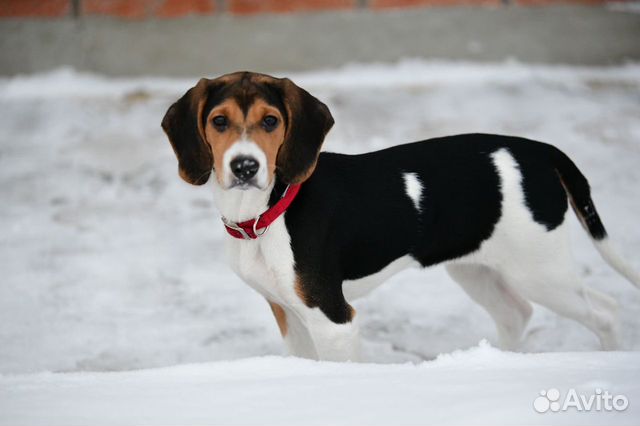 Эстонская гончая, щенок