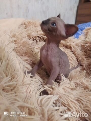 Канадский сфинкс продажа