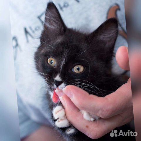 Пушистый маркизный котёнок девочка в добрые руки