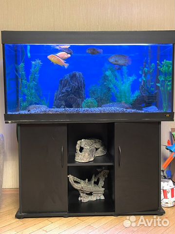 Аквариум juwel 300 л с тумбой и цихлидами
