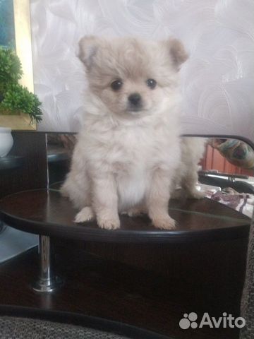 Собака