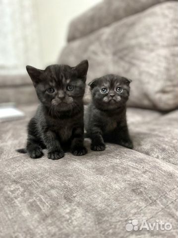 Шотландские котята