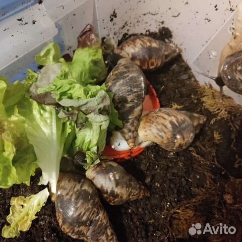 Улитки ахатины ретикулята