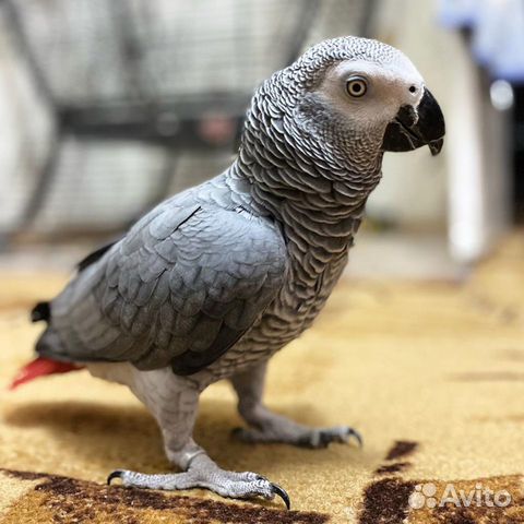 Говорящий попугай