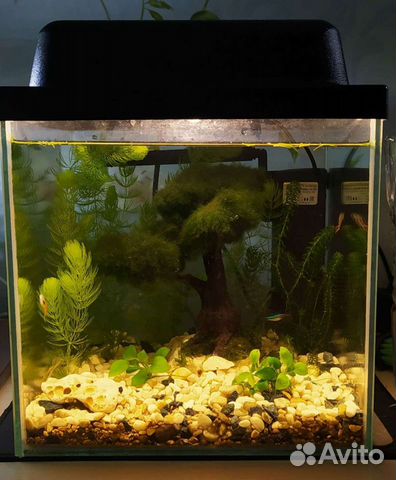 Аквариум