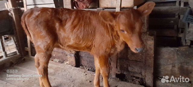 Коровы дойные молочные