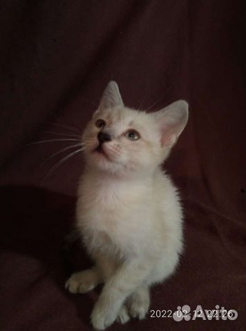 Тайская кошечка