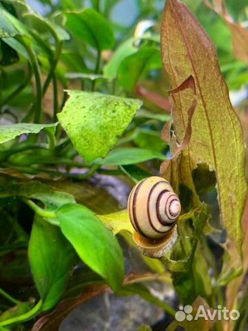 Улитки, Улитка спикса, спикси, аквариум