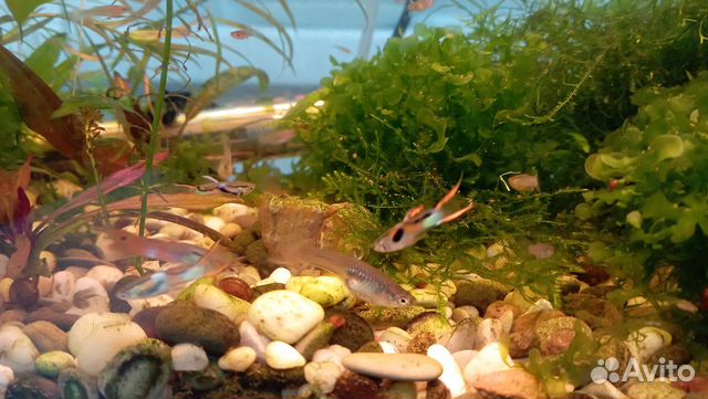 Гуппи эндлера