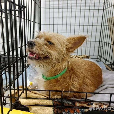 Маленькая Джесси спинальница