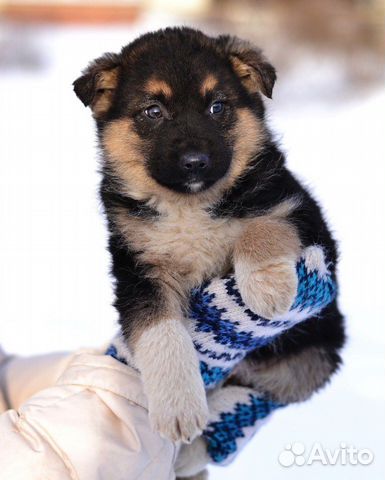 Щеночки в добрые руки