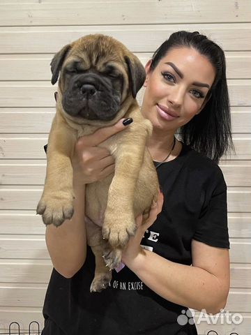 Бульмастиф мальчик