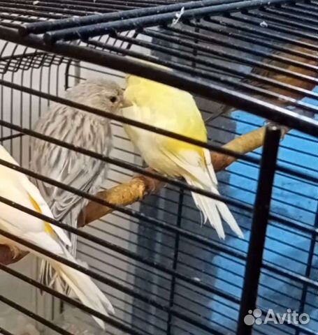 Кенар агат сатиновый, 4 месяца