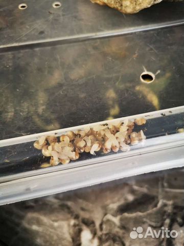 Ахатинская улитка