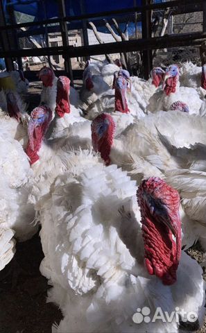 Продаются индюки