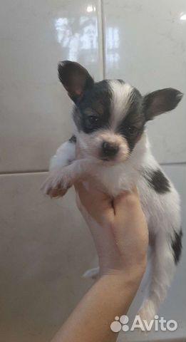 Континентальный той спаниель Папийон