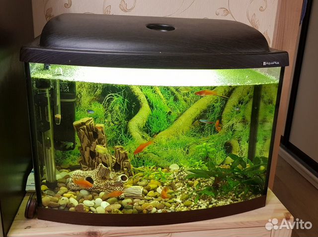 Аквариум 65л с рыбами