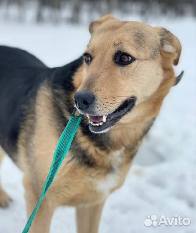 Шелли очень ждёт спасения