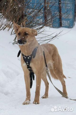 Очаровательная Беляночка ищет дом