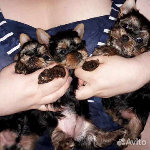 Йоркширский терьер щенки