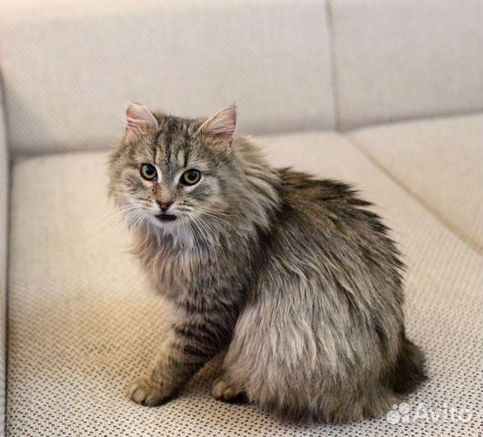 Пушистая кошка Фея