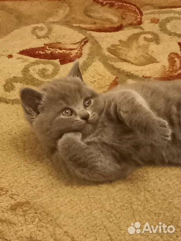 Британские котята