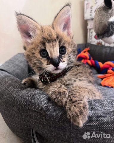 Котенок Саванна (Savannah)