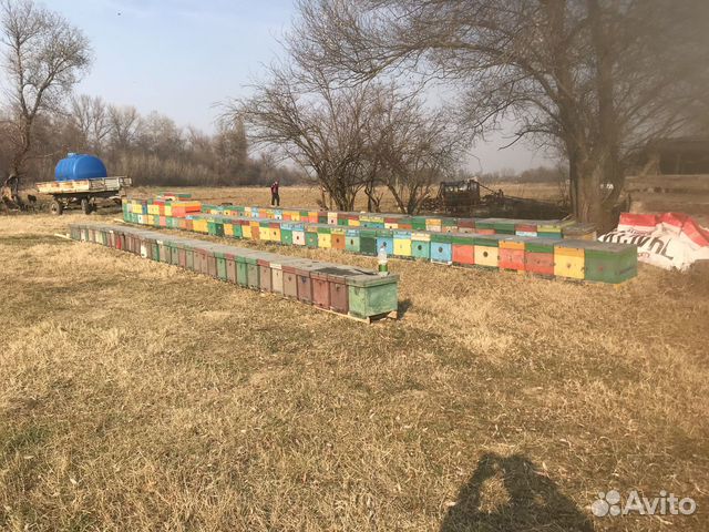 Пчелопакеты карпатка