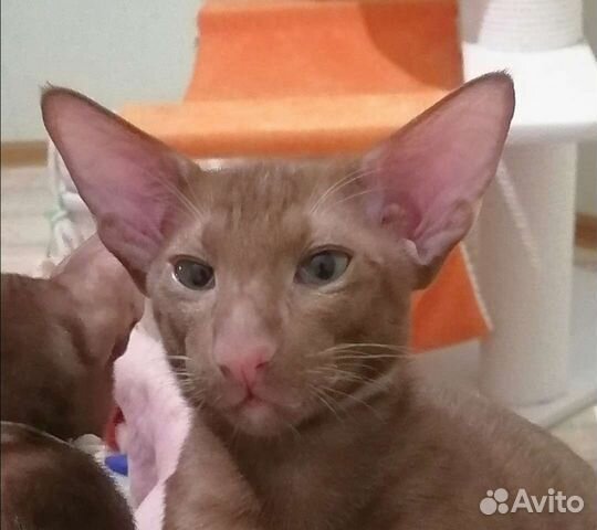 Ориентальный циннамончик