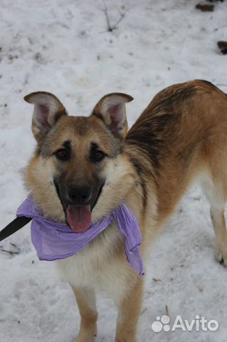 Спаси щенка из приюта