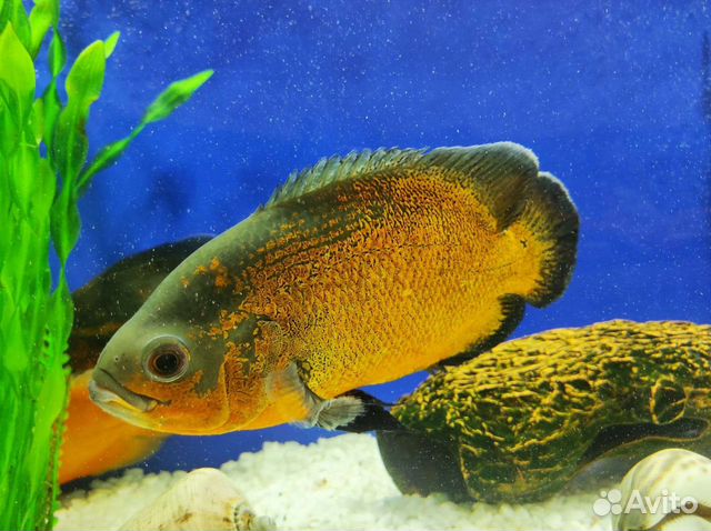 Рыба астронотус, цихлида